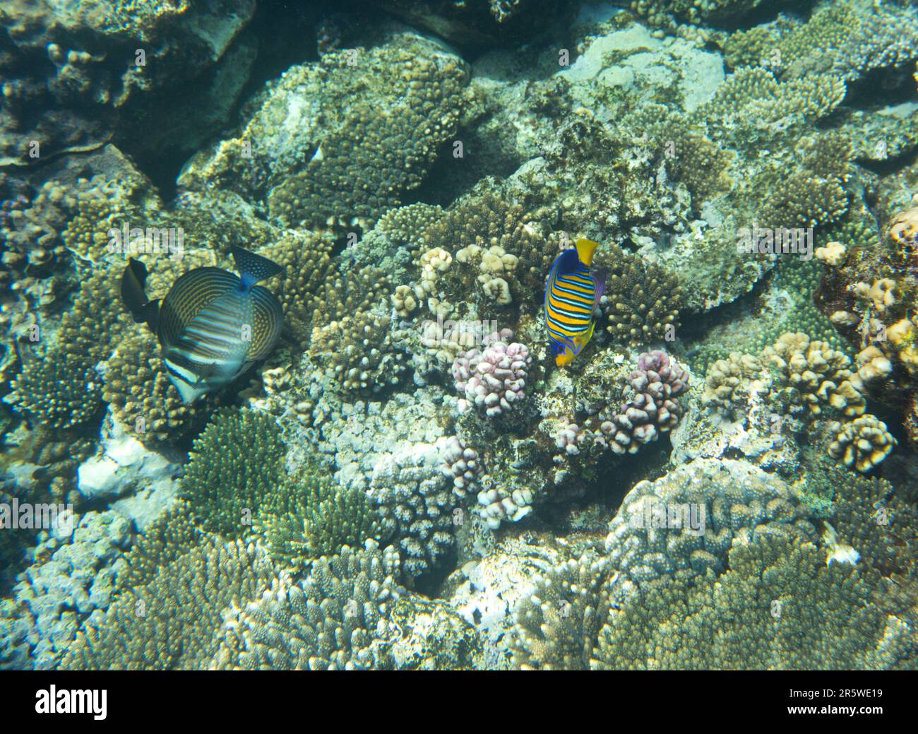 View of coral reef in Sharm El Sheik, Egypt Stock Photo - Alamy
