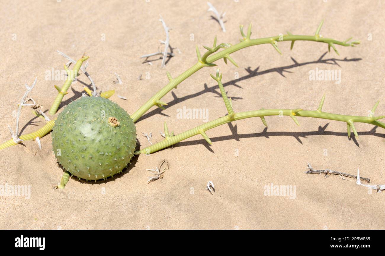 View of a nara fruit in the desert of Namibia Stock Photo - Alamy
