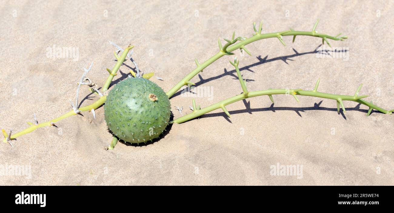 Namibia melon hi-res stock photography and images - Alamy
