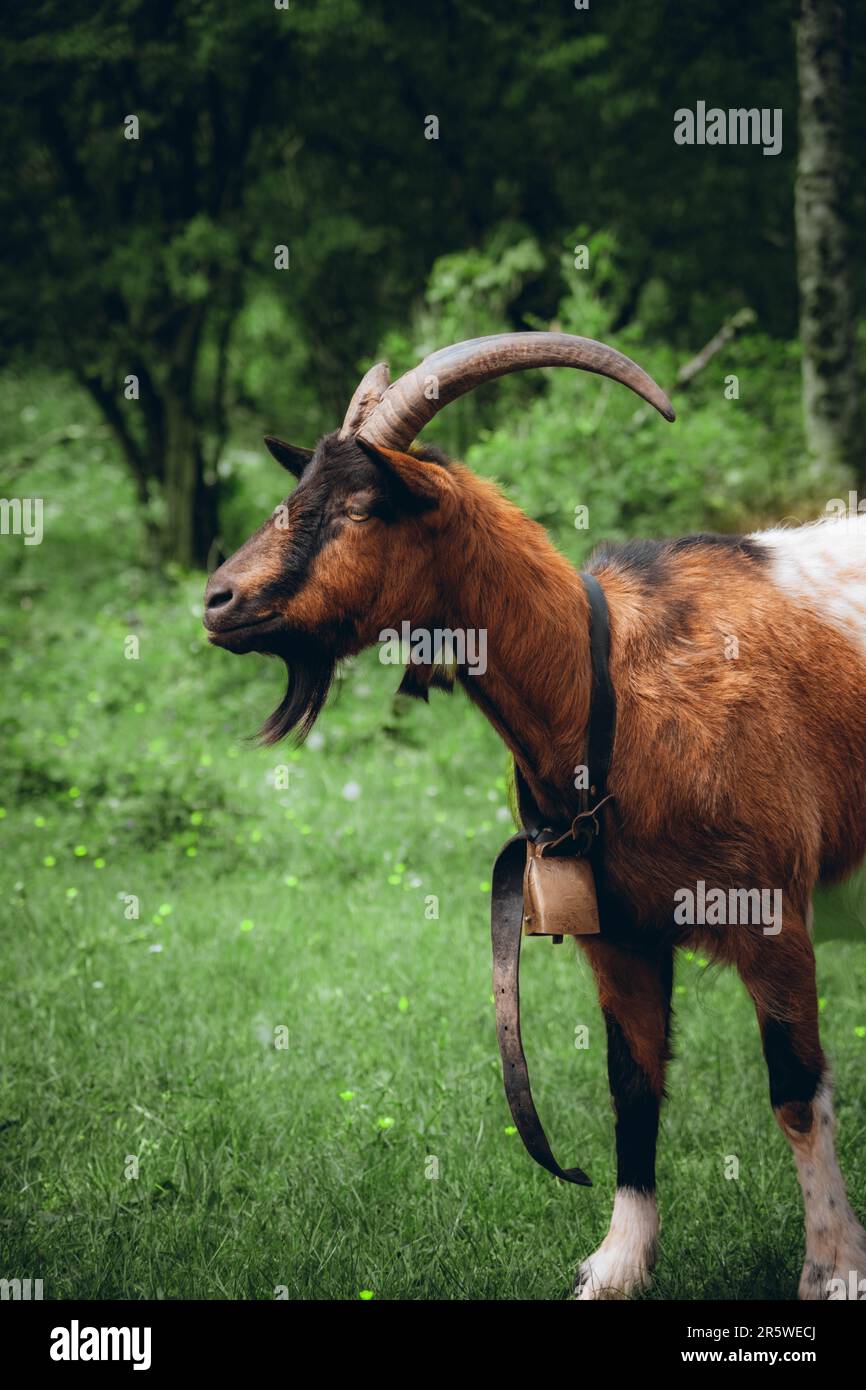A single goat standing in a lush green field, surrounded by tall trees ...
