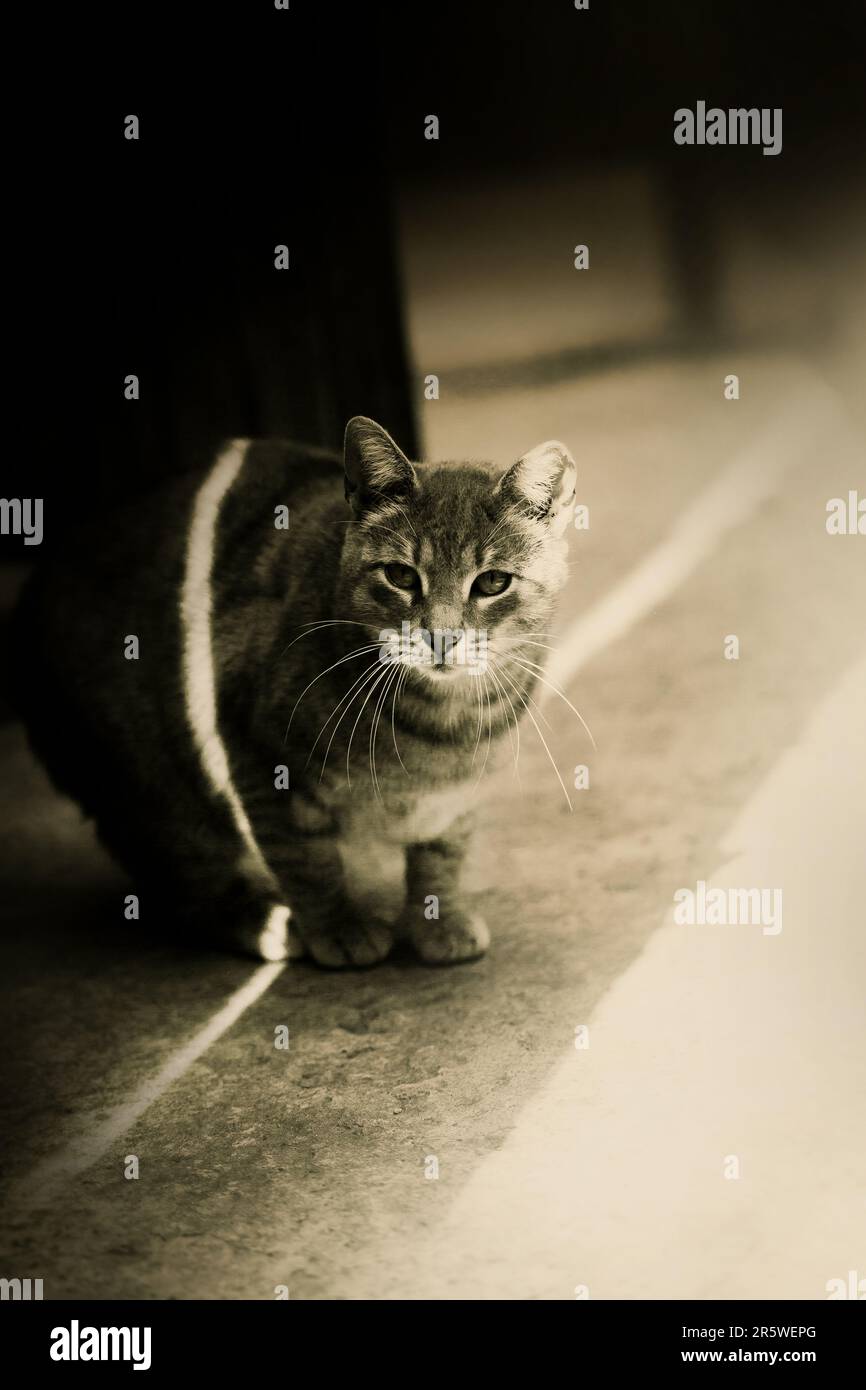 Domestic stree hi-res stock photography and images - Alamy