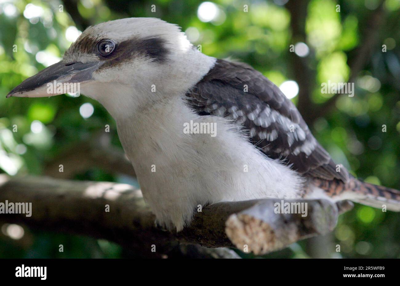 Egg Baby Kookaburra