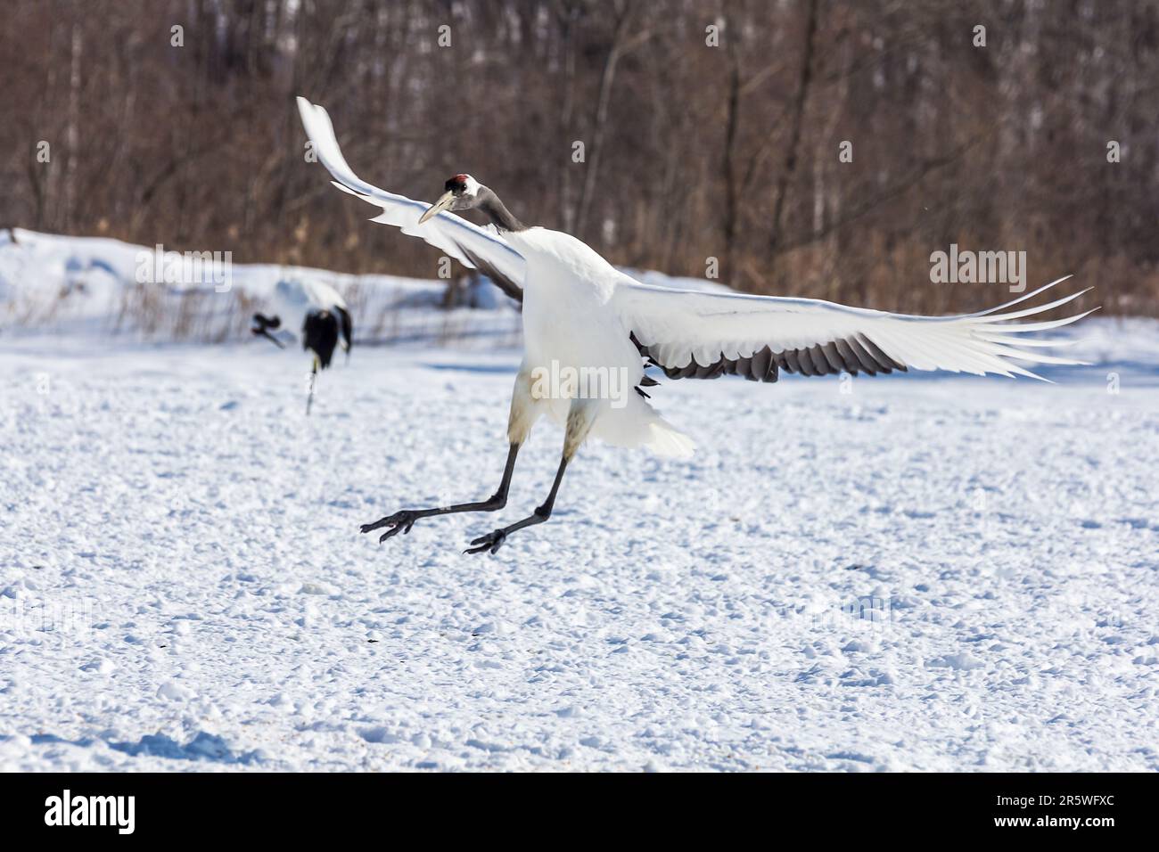 Siberian white crane hi-res stock photography and images - Alamy