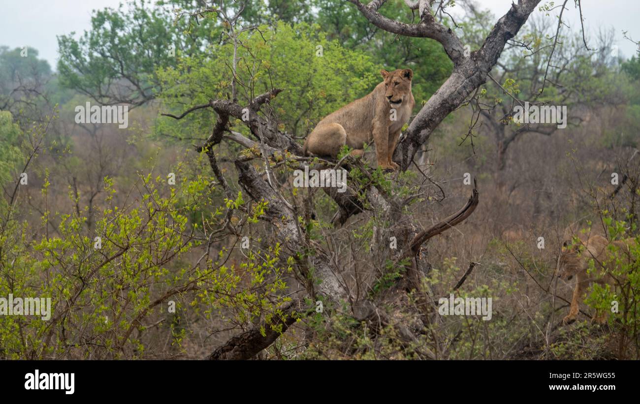 A majestic male lion perched atop a tree in a wildlife sanctuary during ...