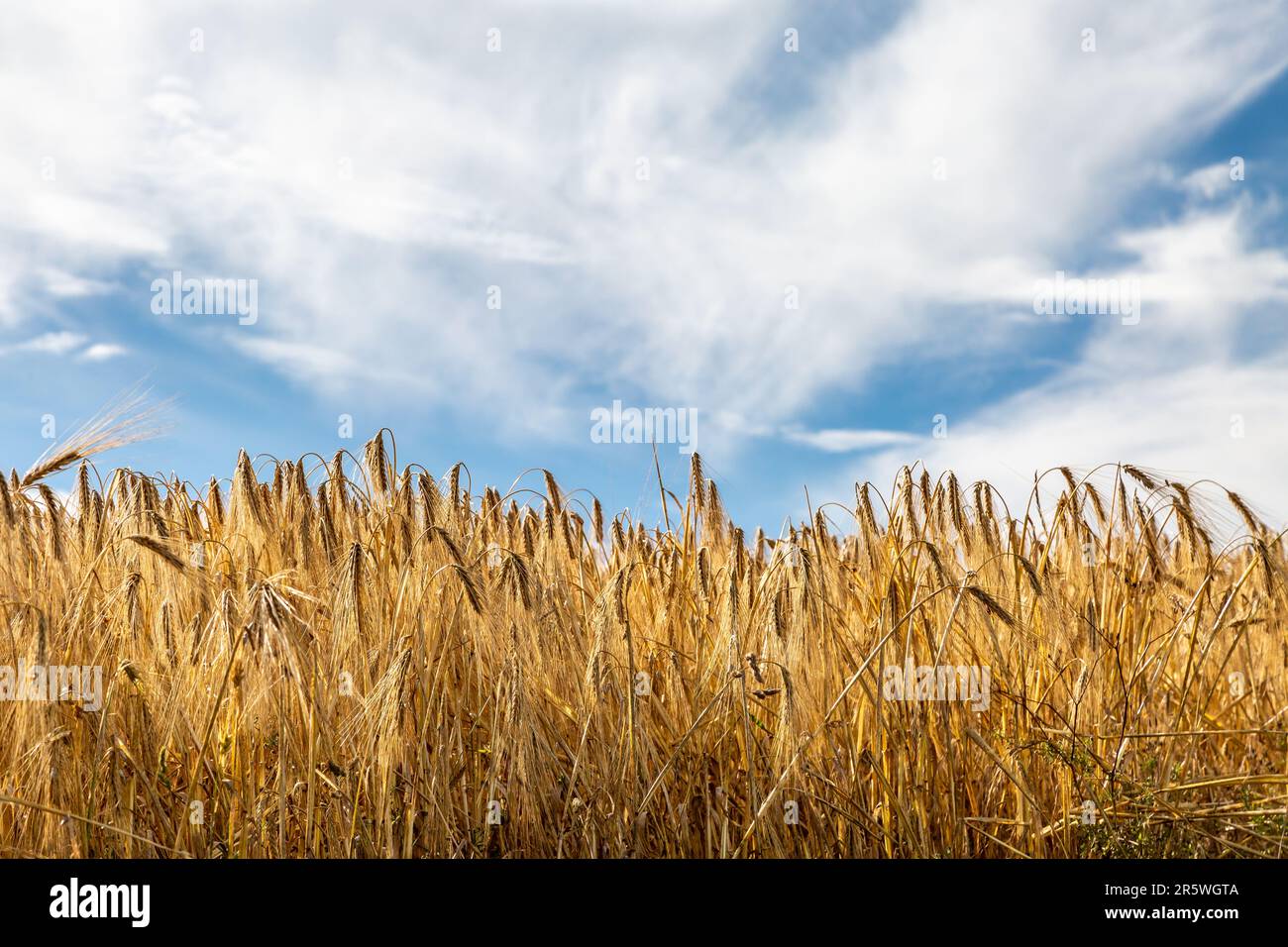 Golden cereal crops hi-res stock photography and images - Alamy