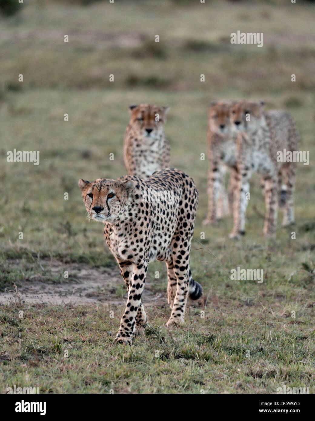 A stunning image of a pride of cheetahs striding across a verdant ...
