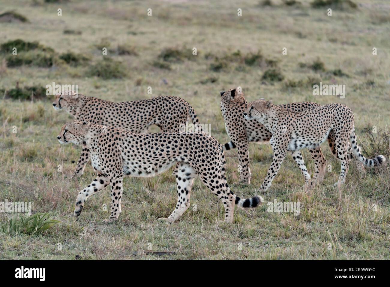 Three cheetahs are out in a grassy expanse, ready to hunt their prey Stock Photo - Alamy