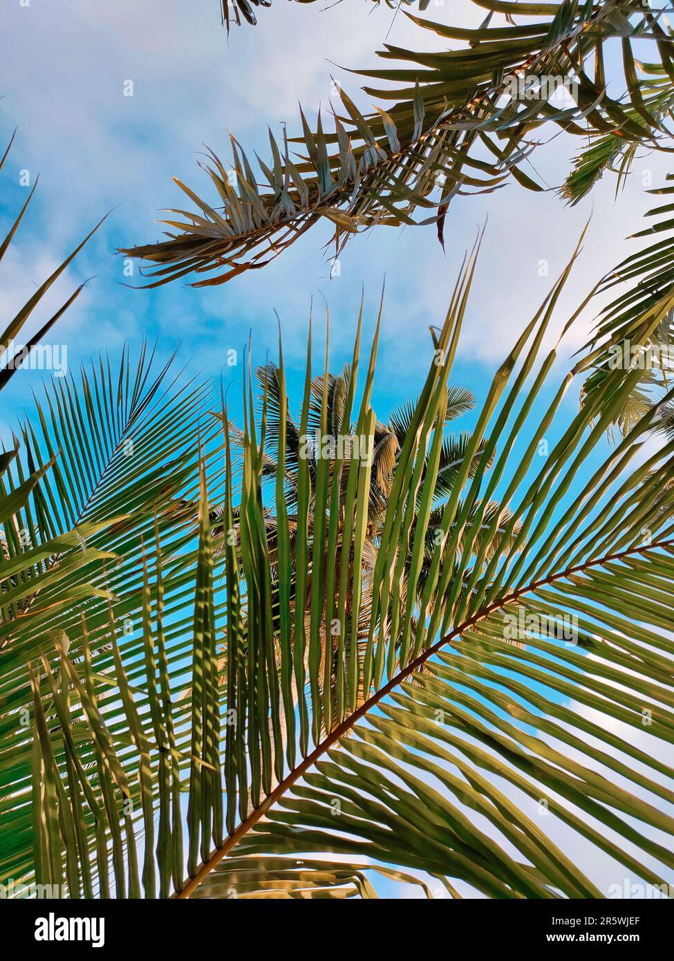 A lush palm trees with their vibrant green leaves set against a vivid ...