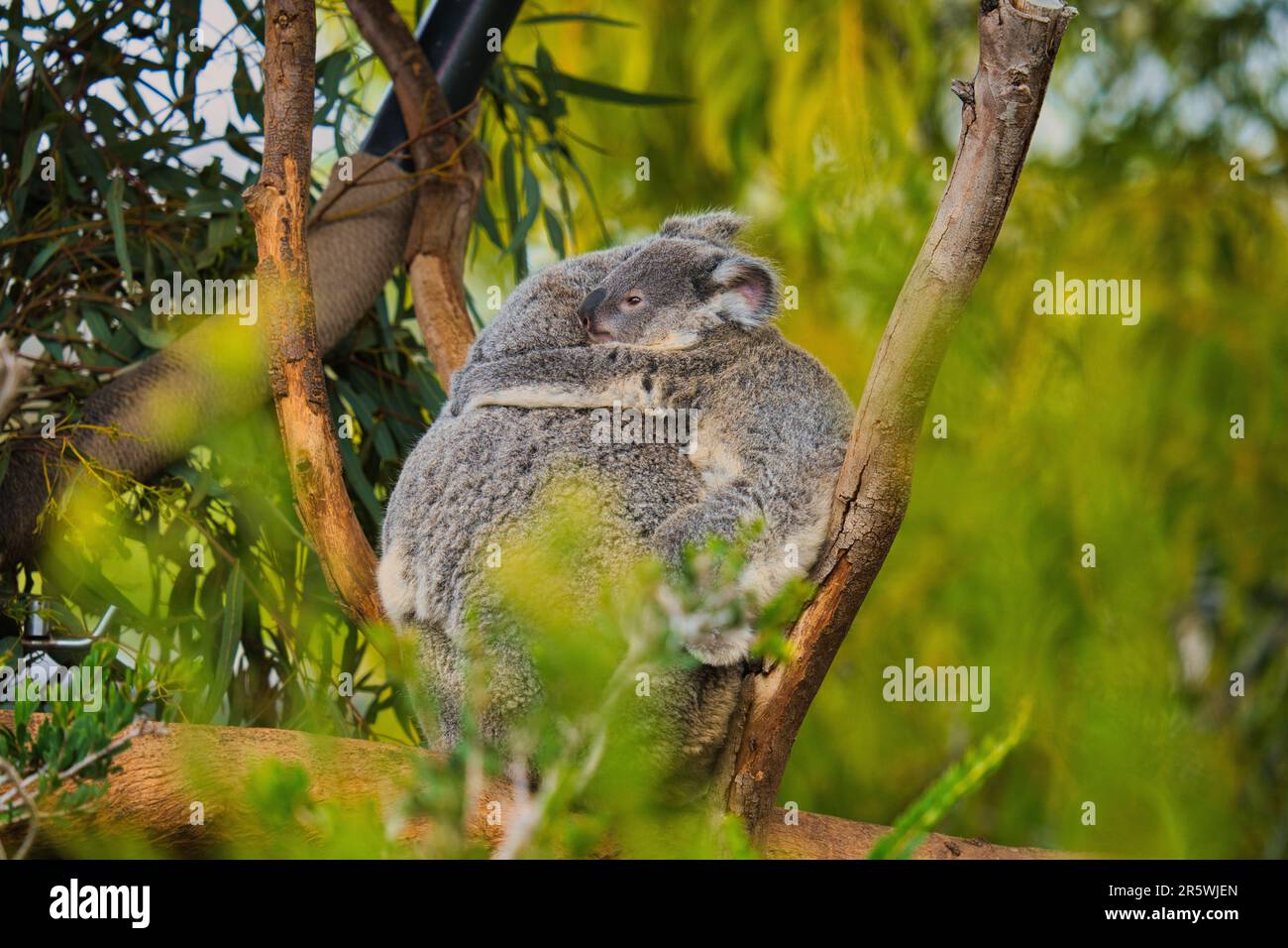 Two koala bears are embracing on a tree branch, displaying affection ...