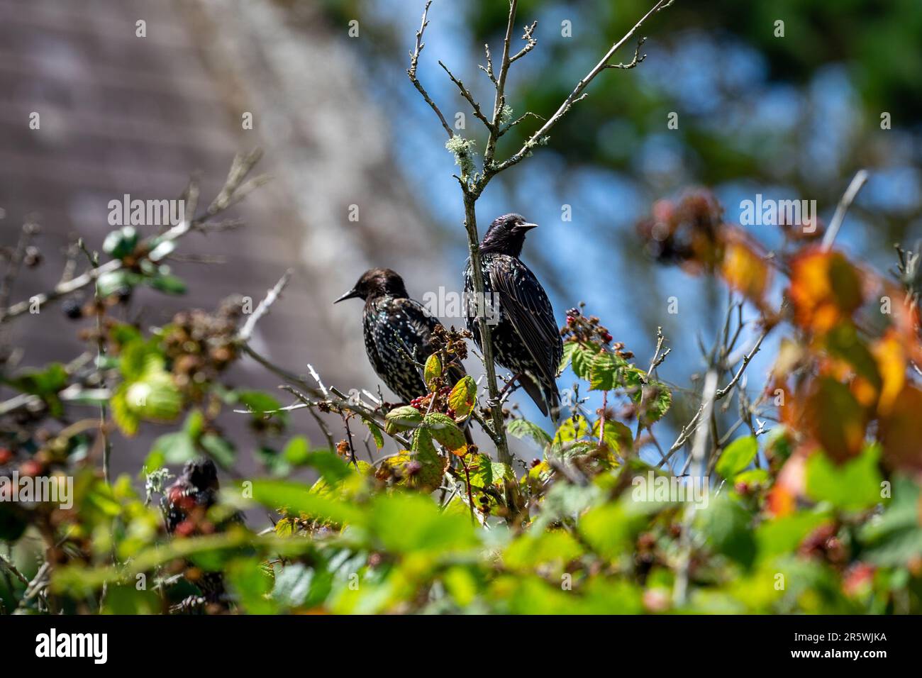 Two birds flying from tree hi-res stock photography and images - Alamy