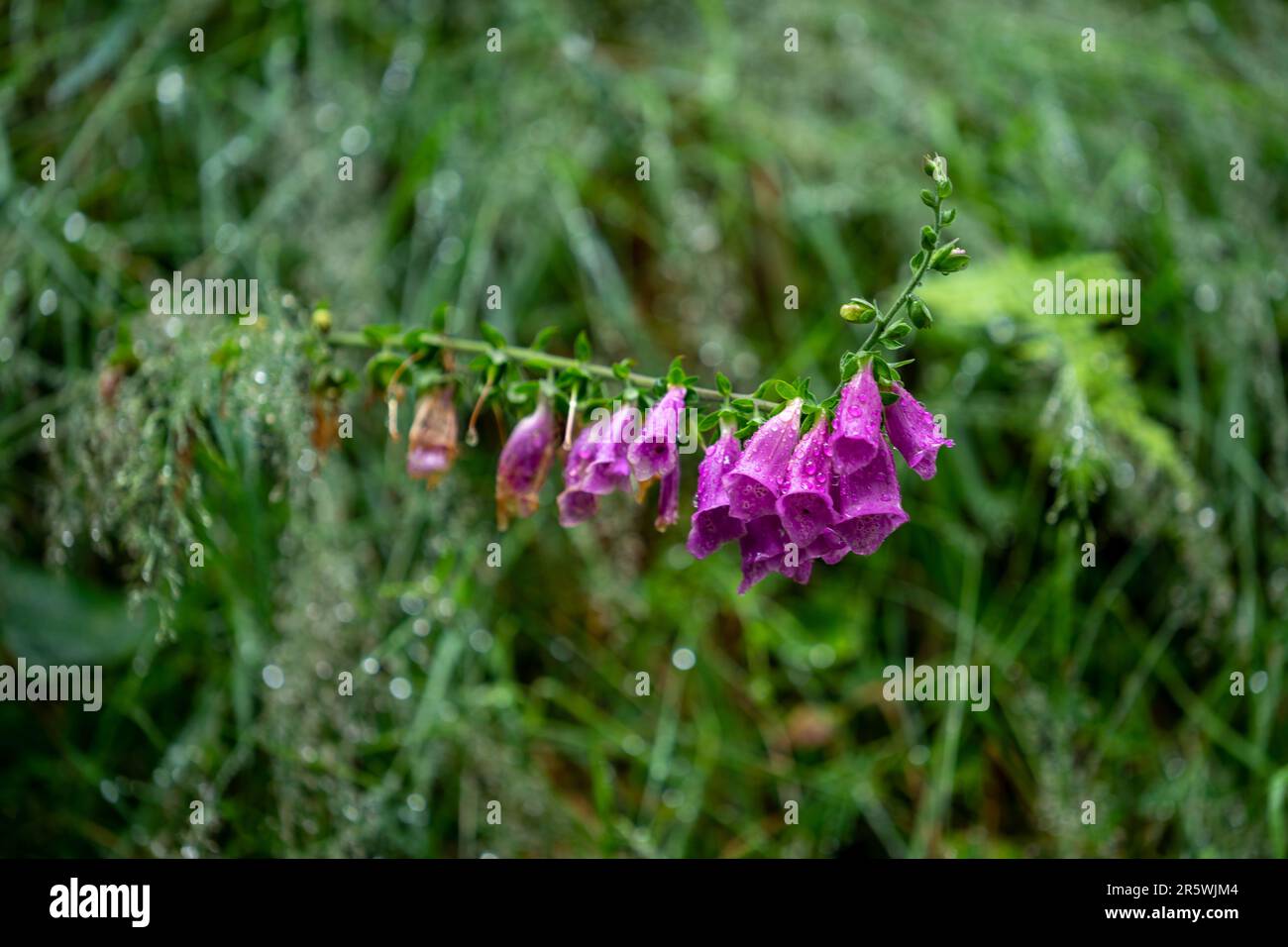 A close-up shot of a cluster of soft, purple flower buds, each adorned ...
