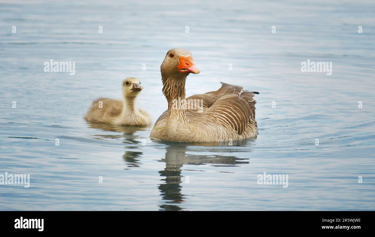 Three ducklings peacefully paddle through the water in a row, side by ...