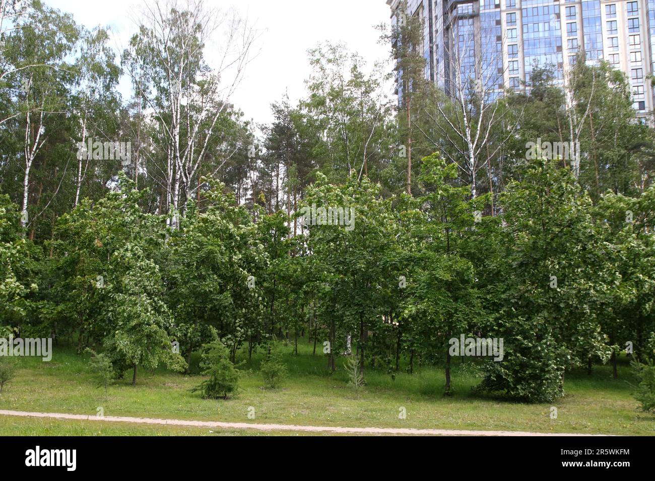 Russian Federation. Saint-Petersburg. June, summer. Sosnovka Park Stock ...