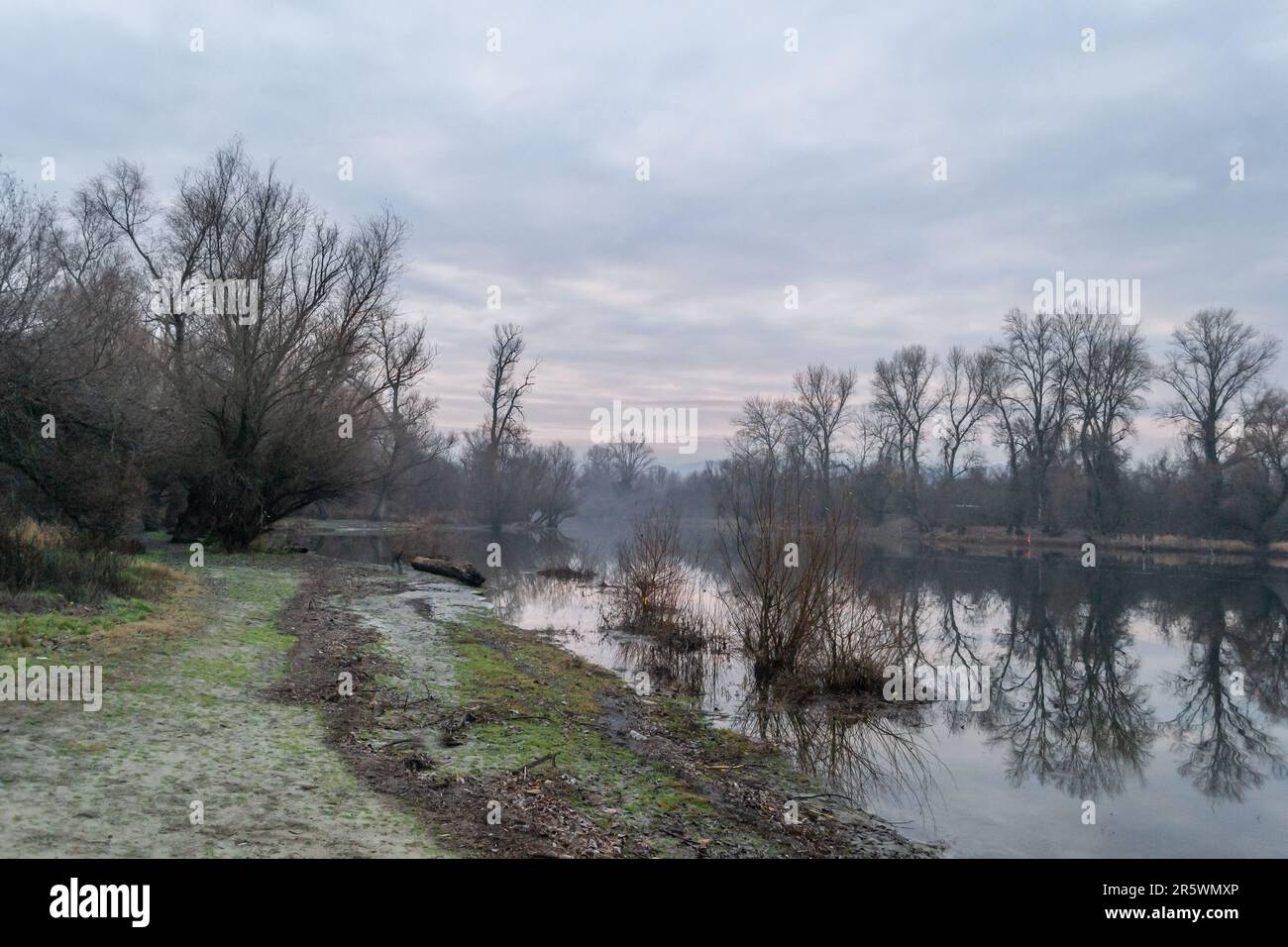 A tranquil landscape featuring an array of tall trees reflected in the ...