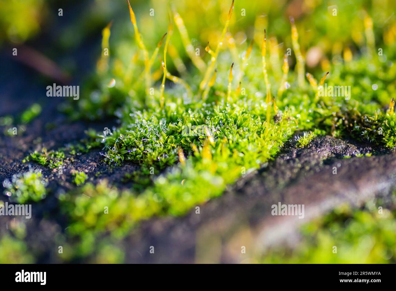 Close-up shot of a patch of bright green moss featuring one plant ...