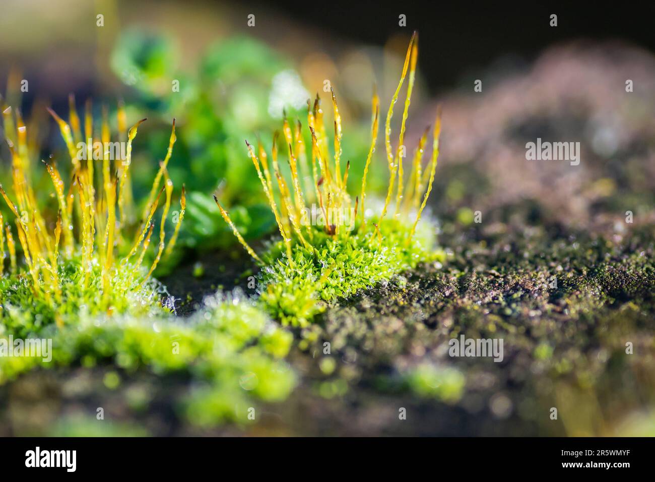 Closeup of lush green moss growing on the sunlit rocks and ground ...