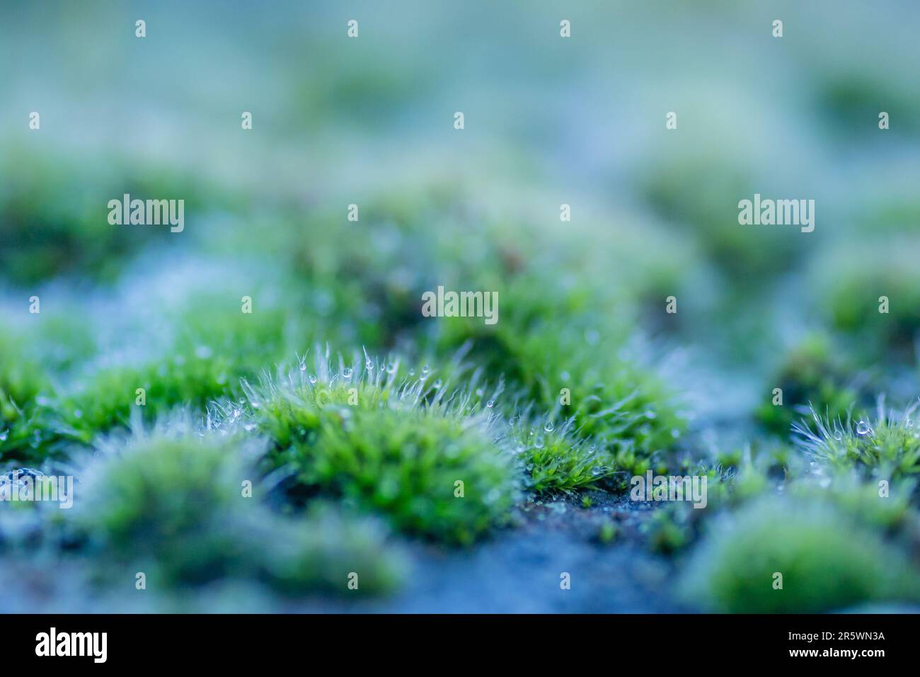 A close-up image of a patch of moss on the ground, covered in a thick ...