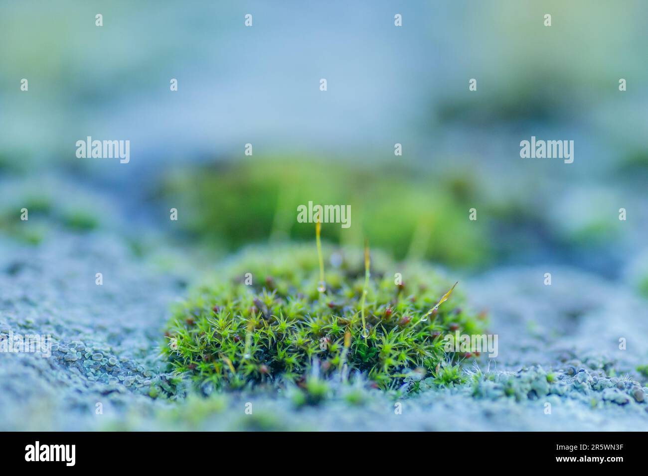 A vibrant green moss growing in a picturesque landscape featuring a ...