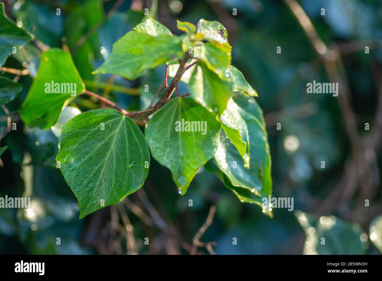 A vibrant green leaf is situated amongst a lush foliage of large waxy ...