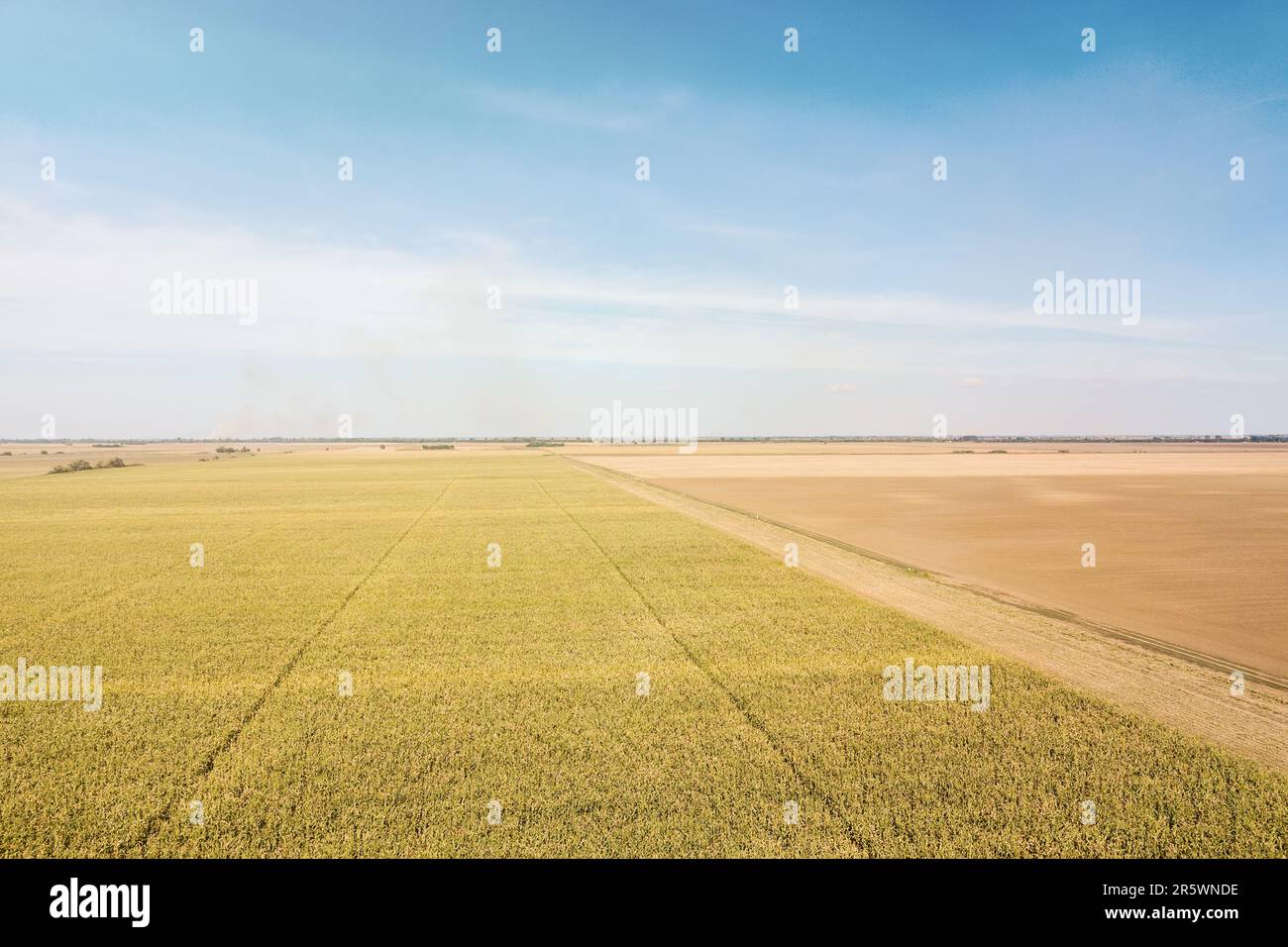 Farmland with a corn crop Aerial View Stock Photo - Alamy