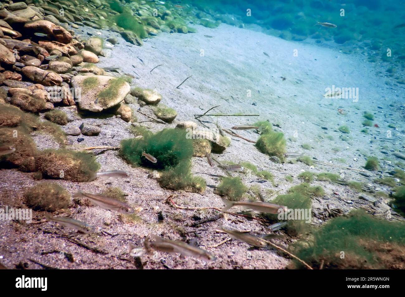Fishes in natural habitat, Freshwater fishes underwater Stock Photo - Alamy