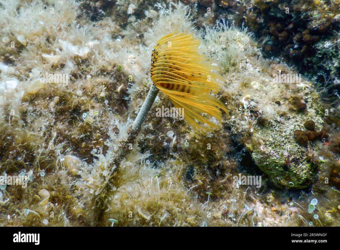 Tubeworm underwater (Sabella spallanzanii) Underwater Sea Life Stock ...