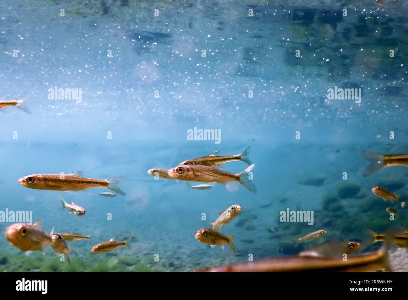 Fishes in natural habitat, Freshwater fishes underwater Stock Photo - Alamy
