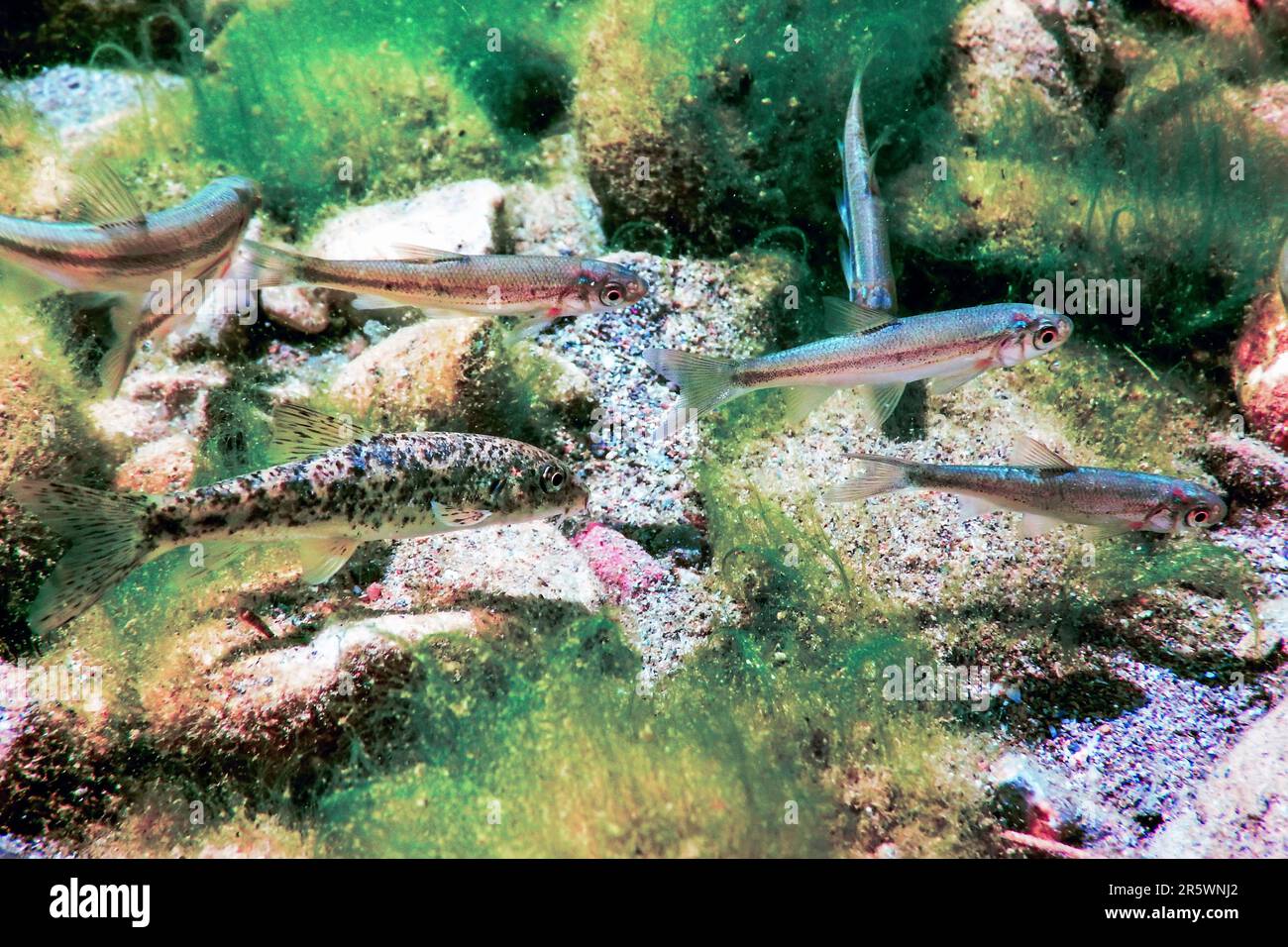 Fishes in natural habitat, Freshwater fishes underwater Stock Photo - Alamy