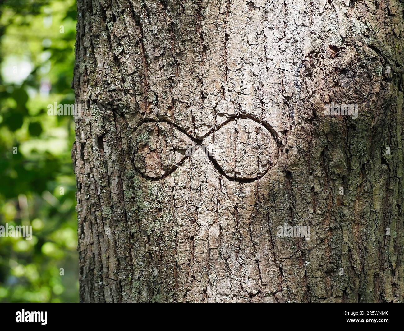 A closeup of a tree trunk with the infinity symbol carved into the bark ...