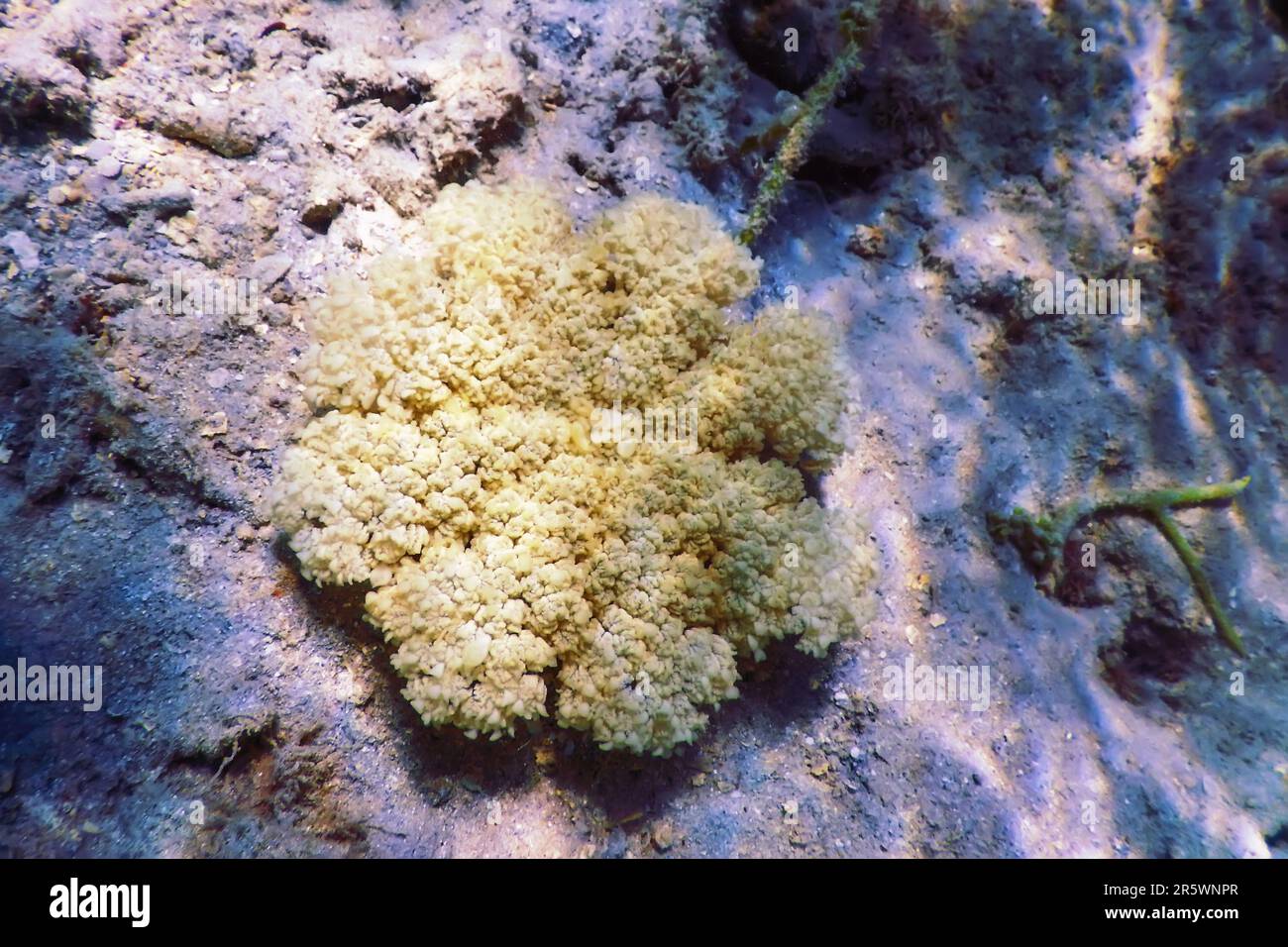 Upside Down Jellyfish (Cassiopea andromeda), Marine life Stock Photo ...