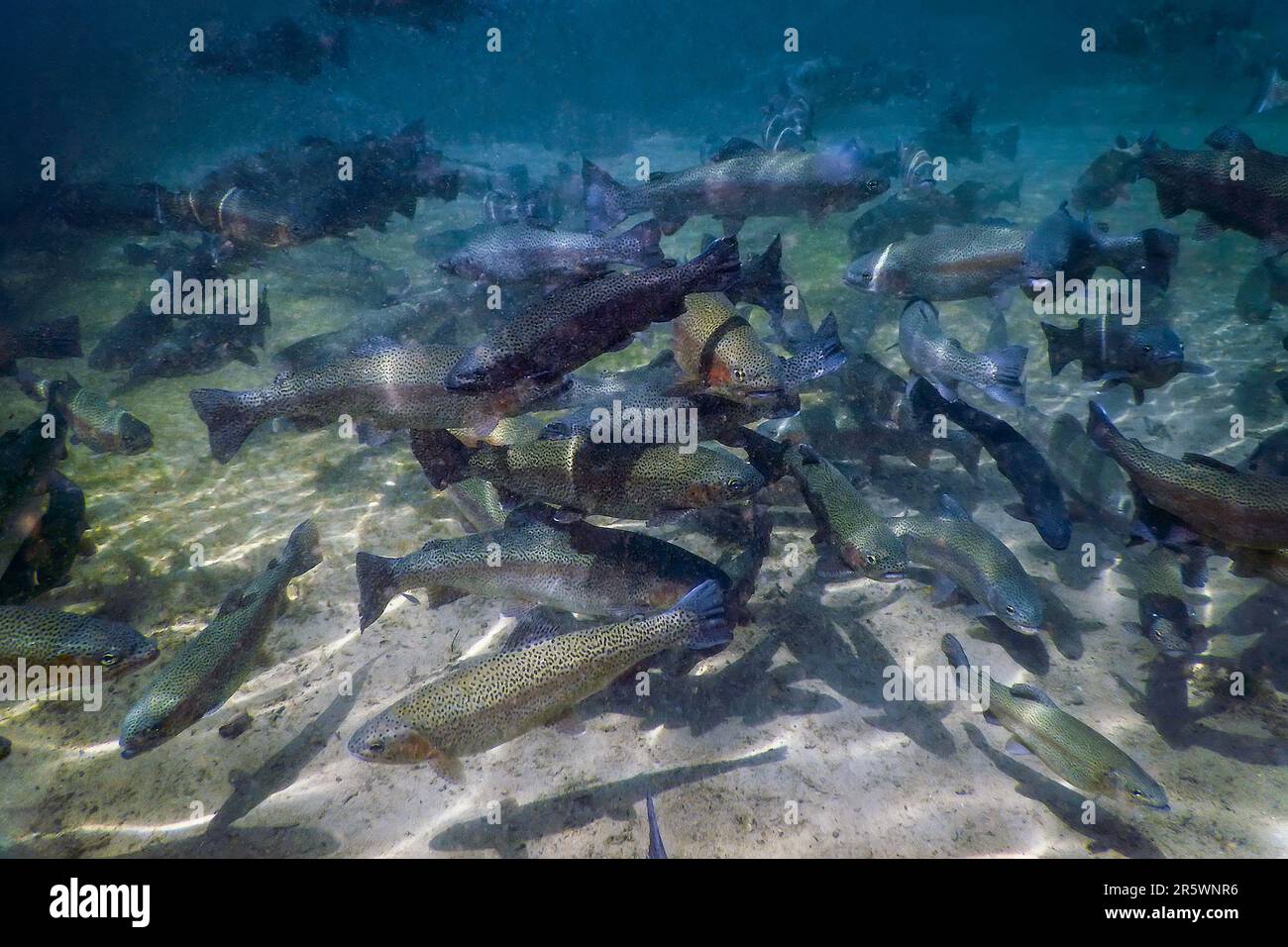 River Trout swim underwater, Trout underwater scene, Trout farm Stock ...