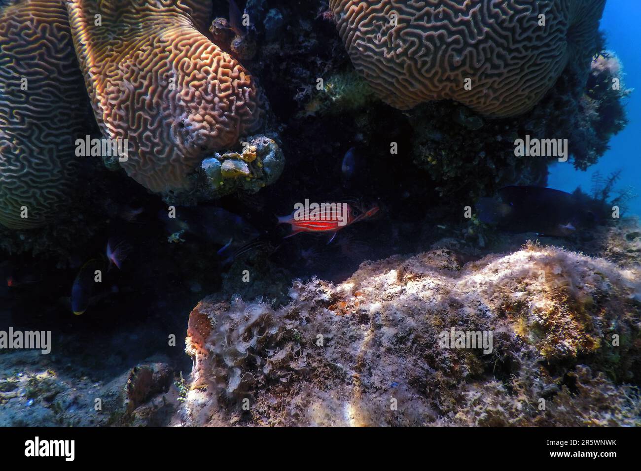 Brain coral in the bottom of the sea, Marine life Stock Photo - Alamy
