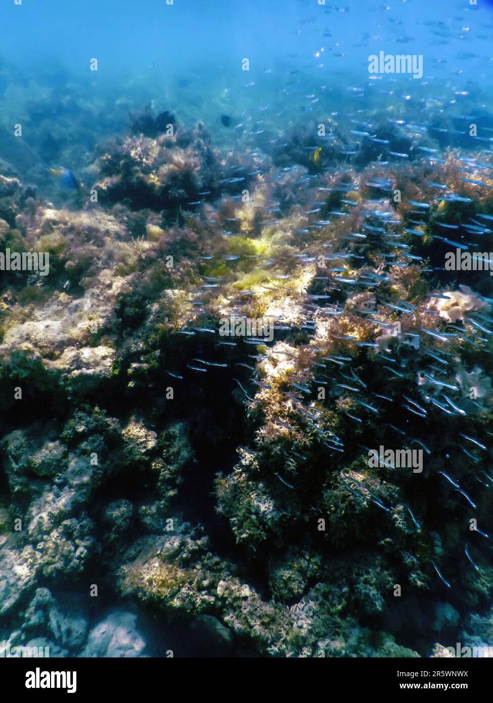 Reef beautiful underwater landscape background, Marine life Stock Photo ...