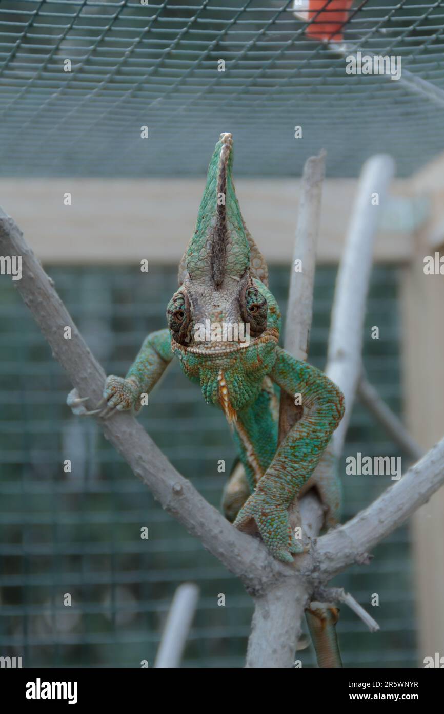 A vertical shot of a chameleon lizard on a branch looking directly at ...