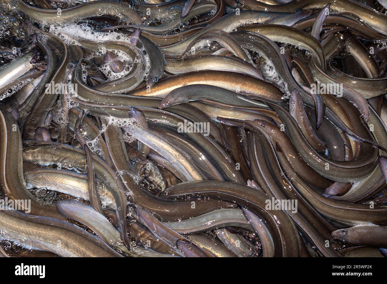 The eels swimming in a pool of a fish farm Stock Photo - Alamy