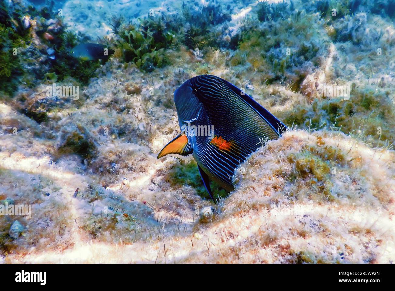 The Sohal Surgeonfish, sohal tang (Acanthurus sohal) Marine life Stock ...