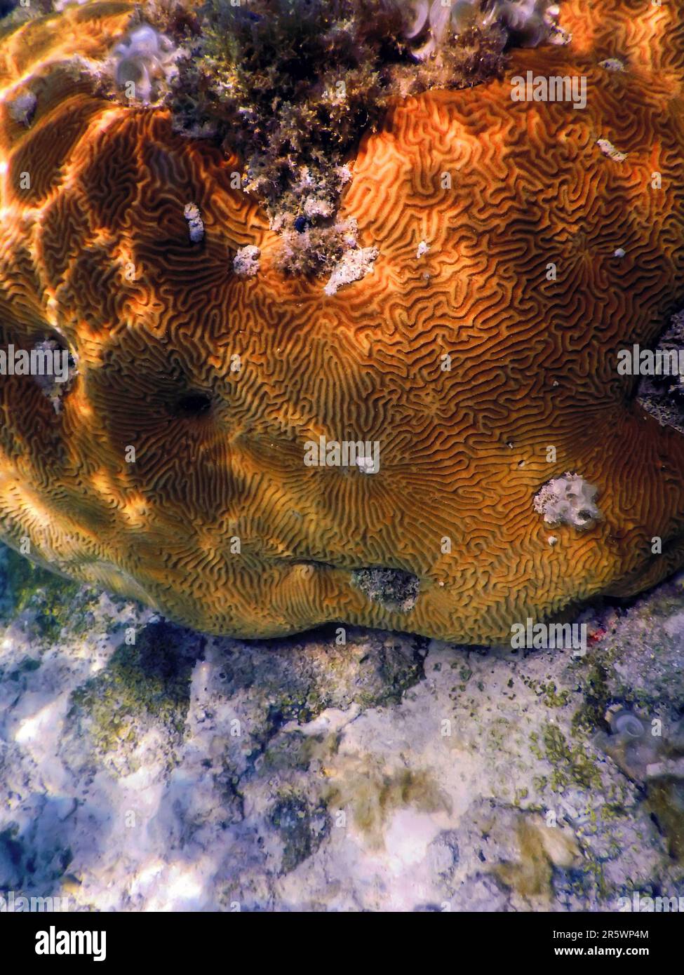 Brain coral in the bottom of the sea, Marine life Stock Photo - Alamy