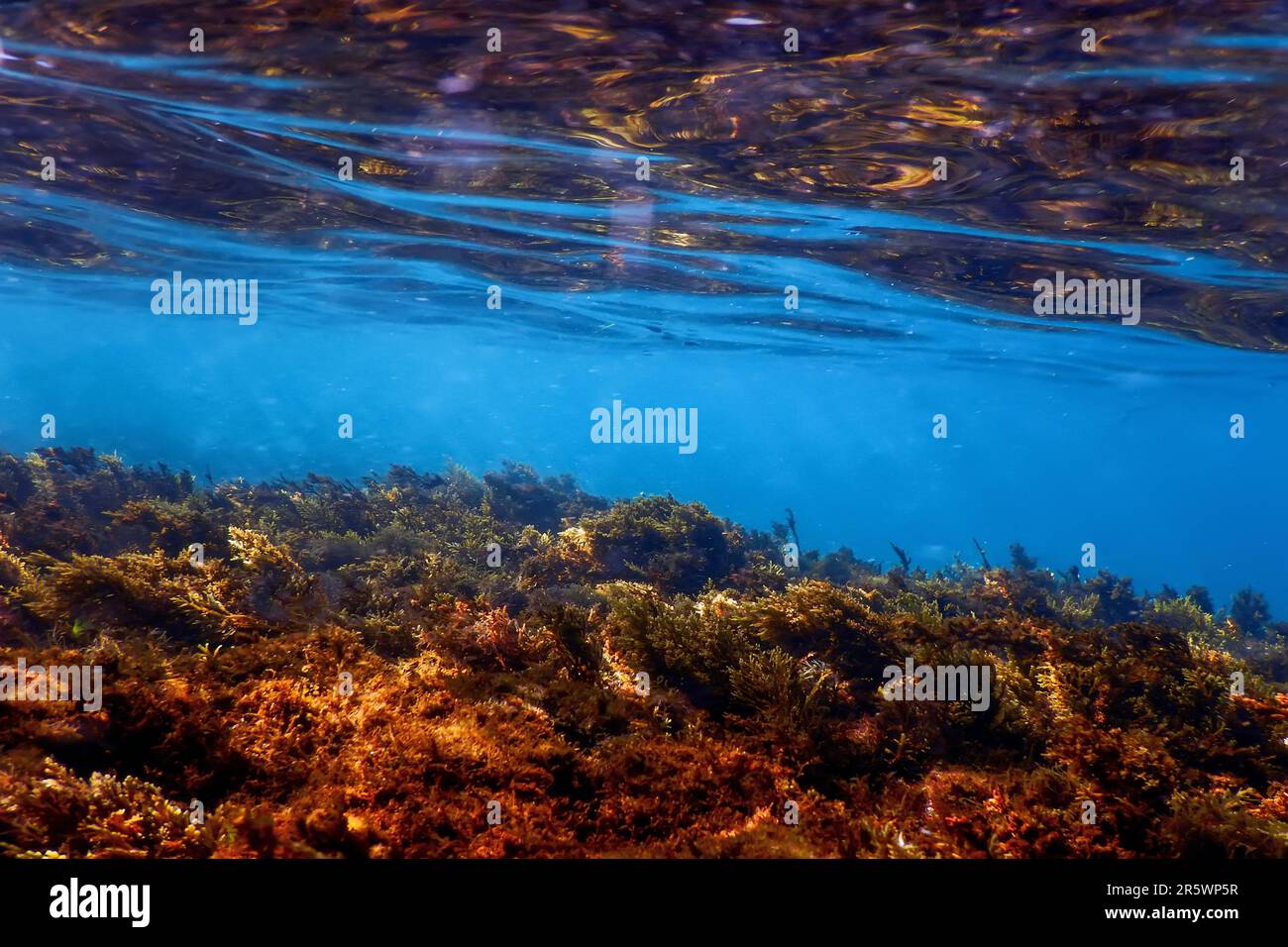 Seaweed Underwater, Seaweed Shallow Water near surface Stock Photo - Alamy