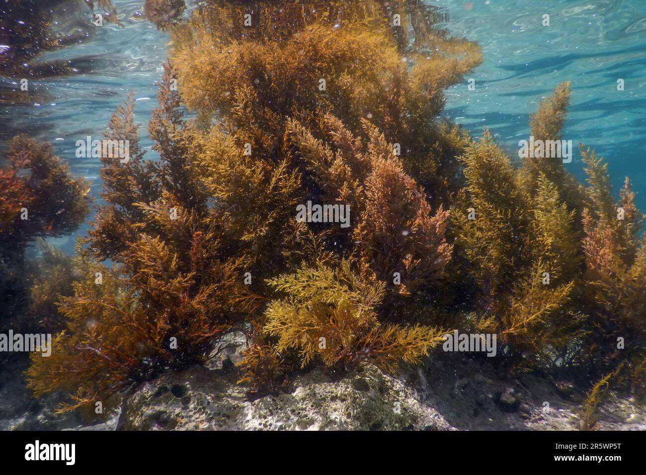 Forest of Seaweed, Seaweed Underwater, Seaweed Shallow Water near ...