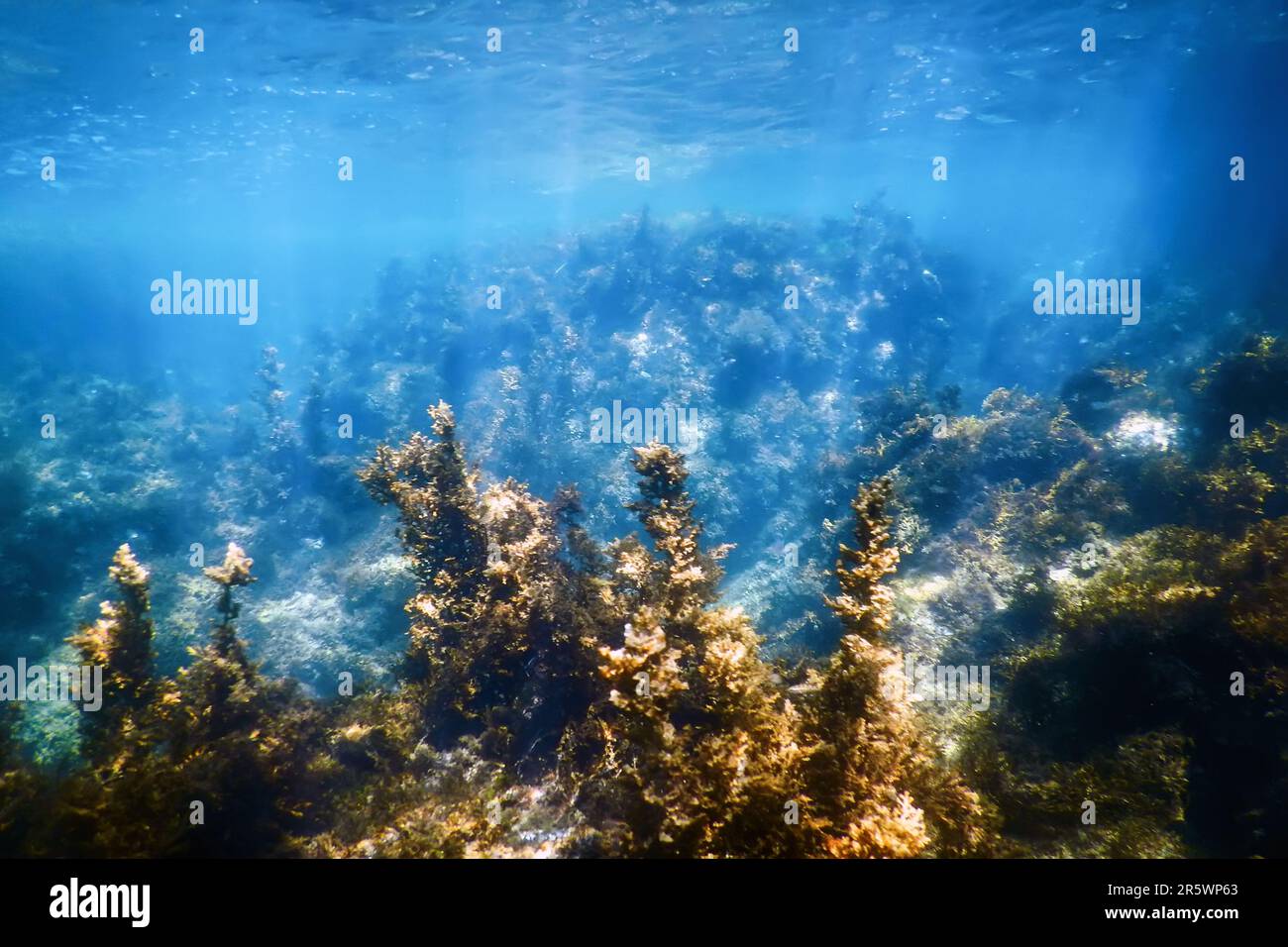 Forest of Seaweed, Seaweed Underwater, Underwater Scene Stock Photo - Alamy