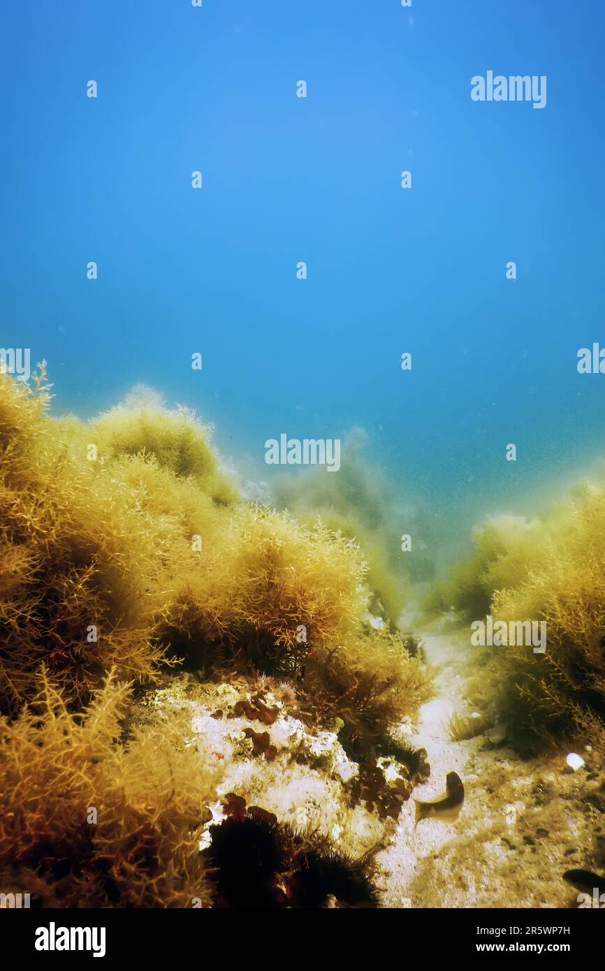 Forest of Seaweed, Seaweed Underwater, Underwater Scene Stock Photo - Alamy