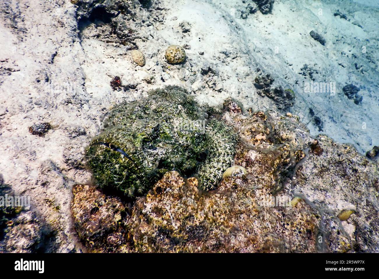 Stonefish (Synanceia verrucosa) Reef stonefish, Tropical waters, Marine ...