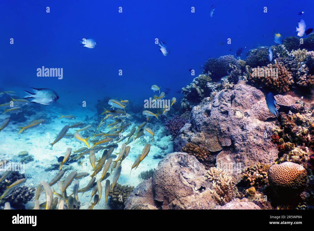 Yellow goatfish (Mulloidichthys martinicus) Underwater, Marine life ...