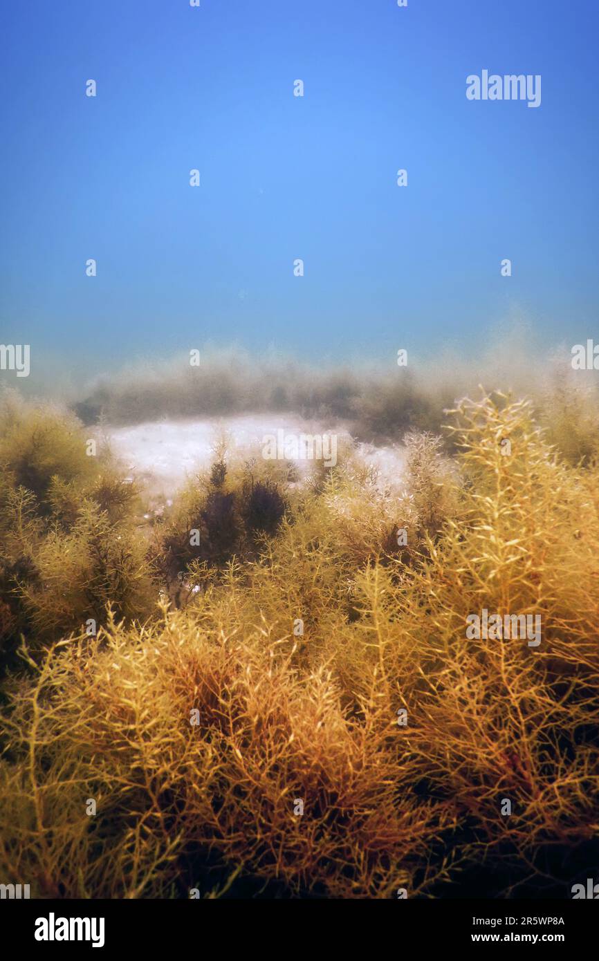 Forest of Seaweed, Seaweed Underwater, Underwater Scene Stock Photo - Alamy