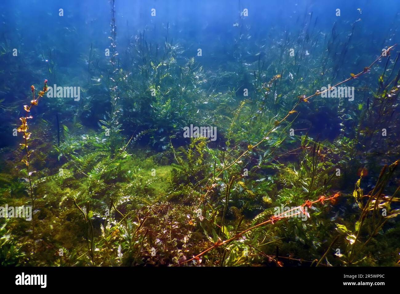 Freshwater Flora, Underwater Freshwater Landscape, Underwater Flora ...