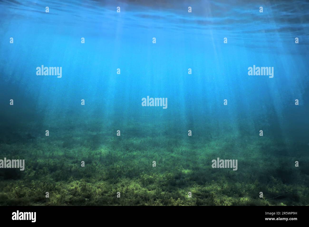 Freshwater Flora, Underwater Freshwater Landscape, Underwater Flora ...