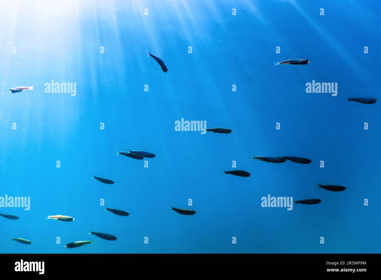 Freshwater fish swimming in the clear water, Underwater Wildlife ...