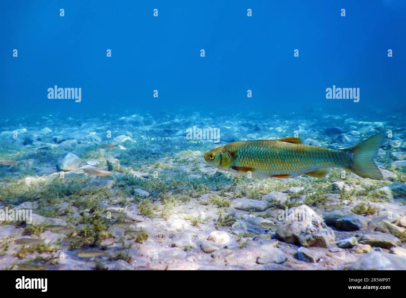 Roach fish in natural habitat, Freshwater fish underwater Stock Photo ...
