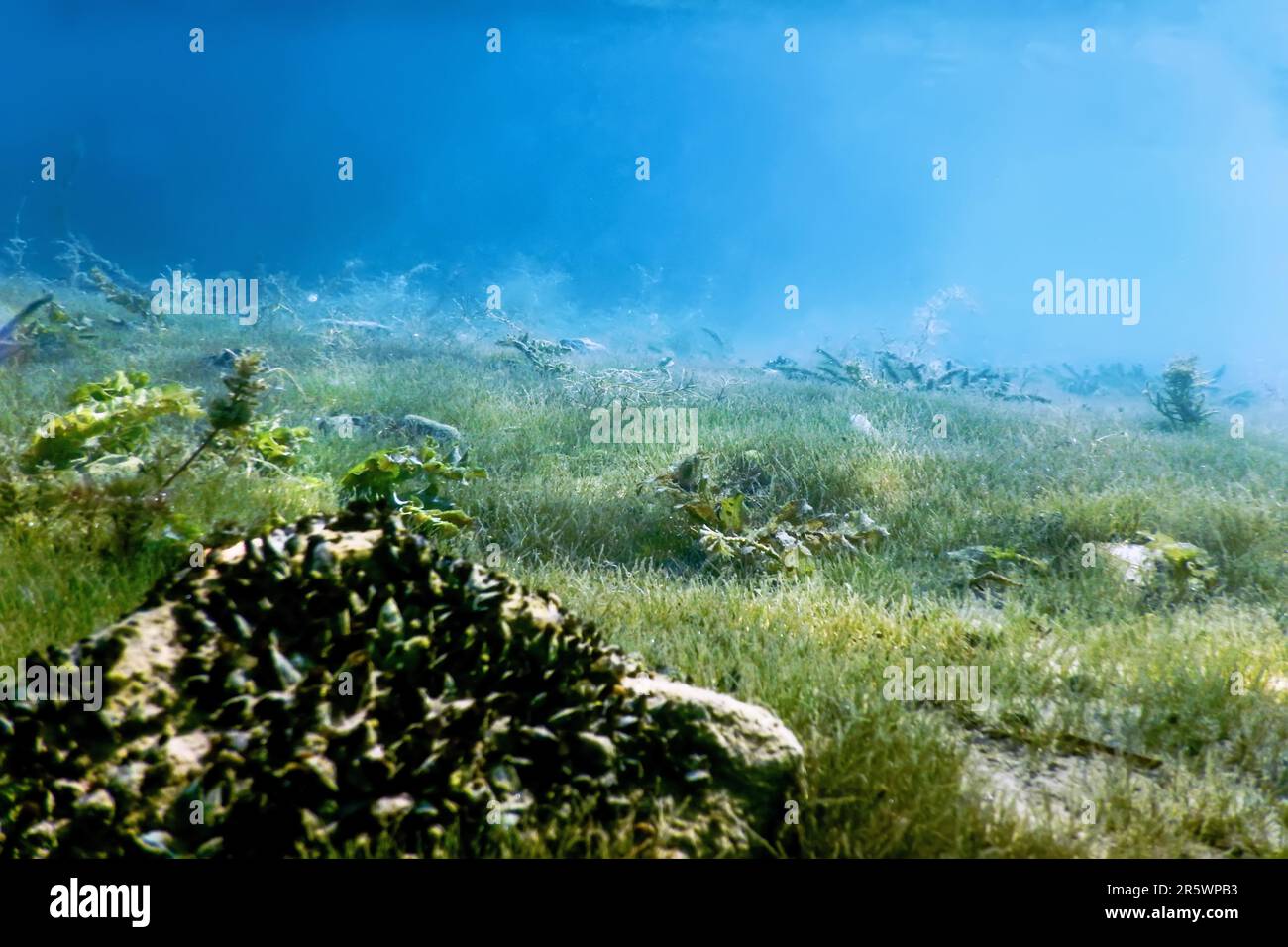 Freshwater Flora, Underwater Freshwater Landscape, Underwater Flora ...