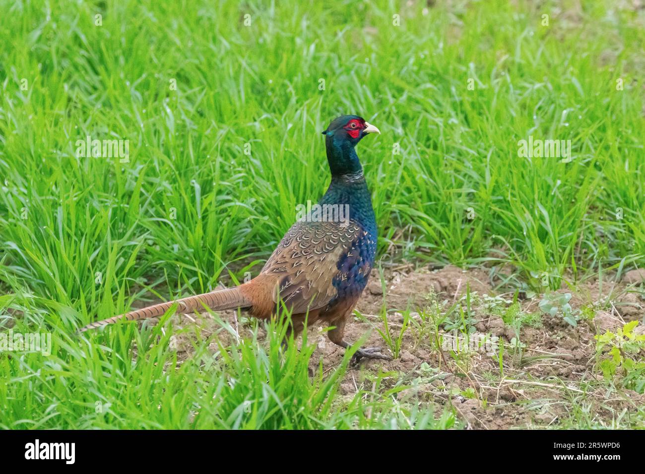 Ringneck Pheasant Male (Phasianus colchicus) Ring necked Pheasant Stock Photo - Alamy